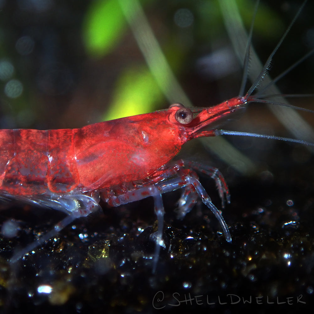 Setting Up a Neocaridina Shrimp Tank - Lucky Aquatics