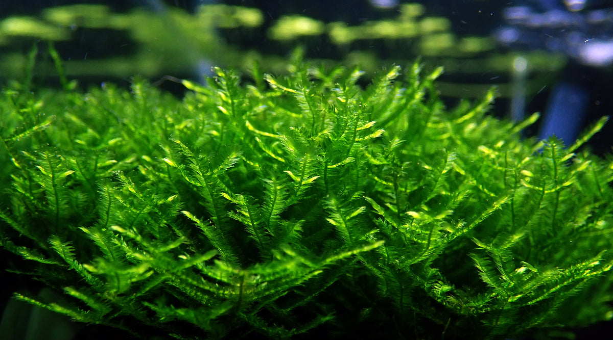 Moss & Plants - Lucky Aquatics
