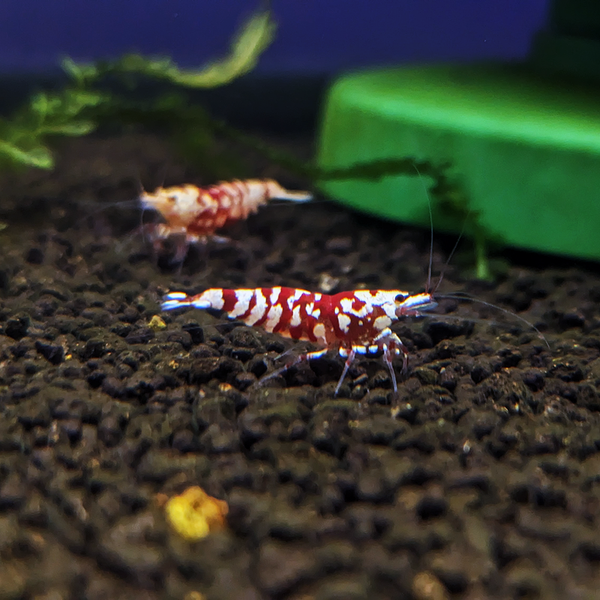 Red Fancy Tiger Shrimp - Lucky Aquatics