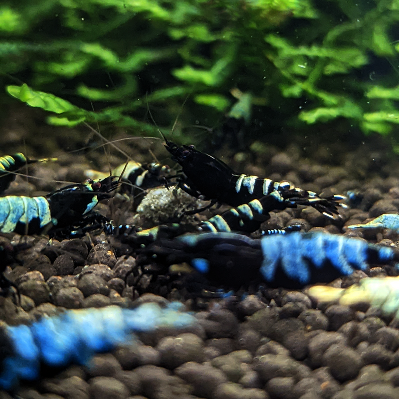 Black Pinto Shrimp - Lucky Aquatics
