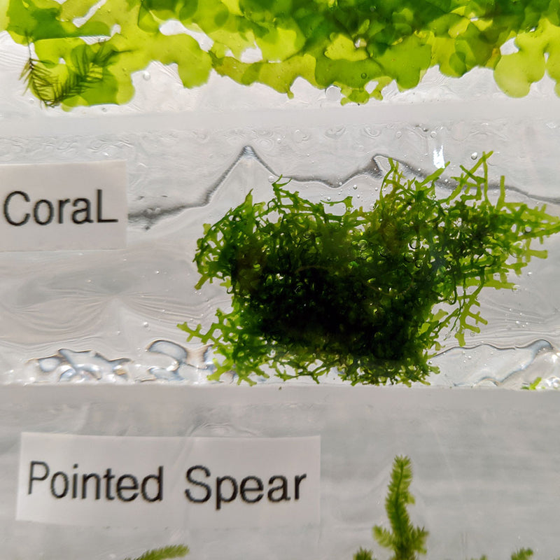 Moss Variety Pack - Lucky Aquatics