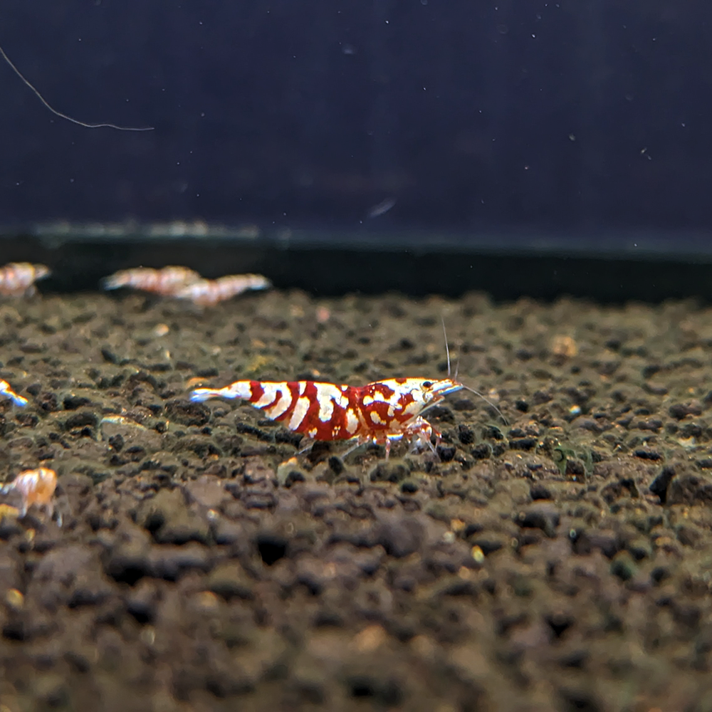 Red Fancy Tiger Shrimp - Lucky Aquatics