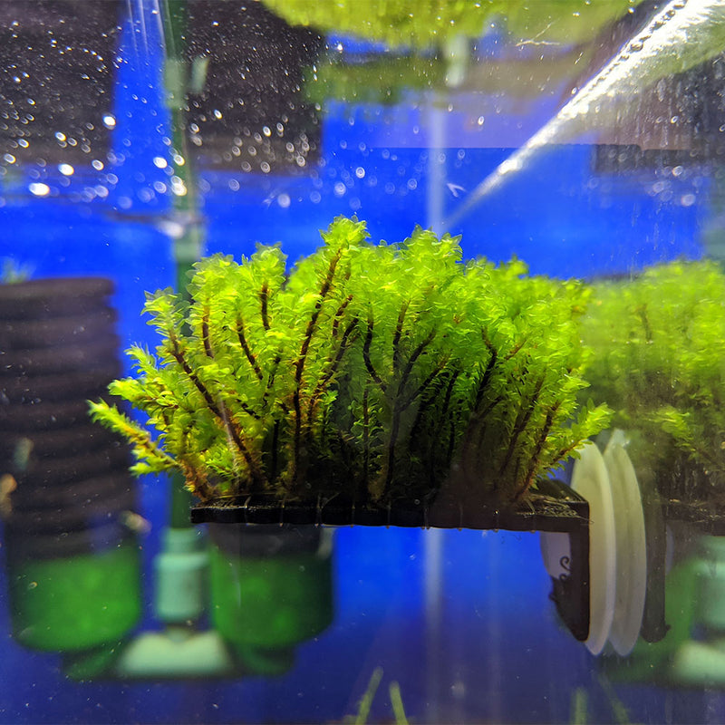 Hookeriaceae Moss - Lucky Aquatics