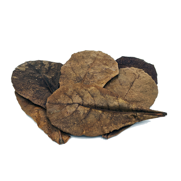 Indian Almond Leaves (Catappa Leaves) - Lucky Aquatics