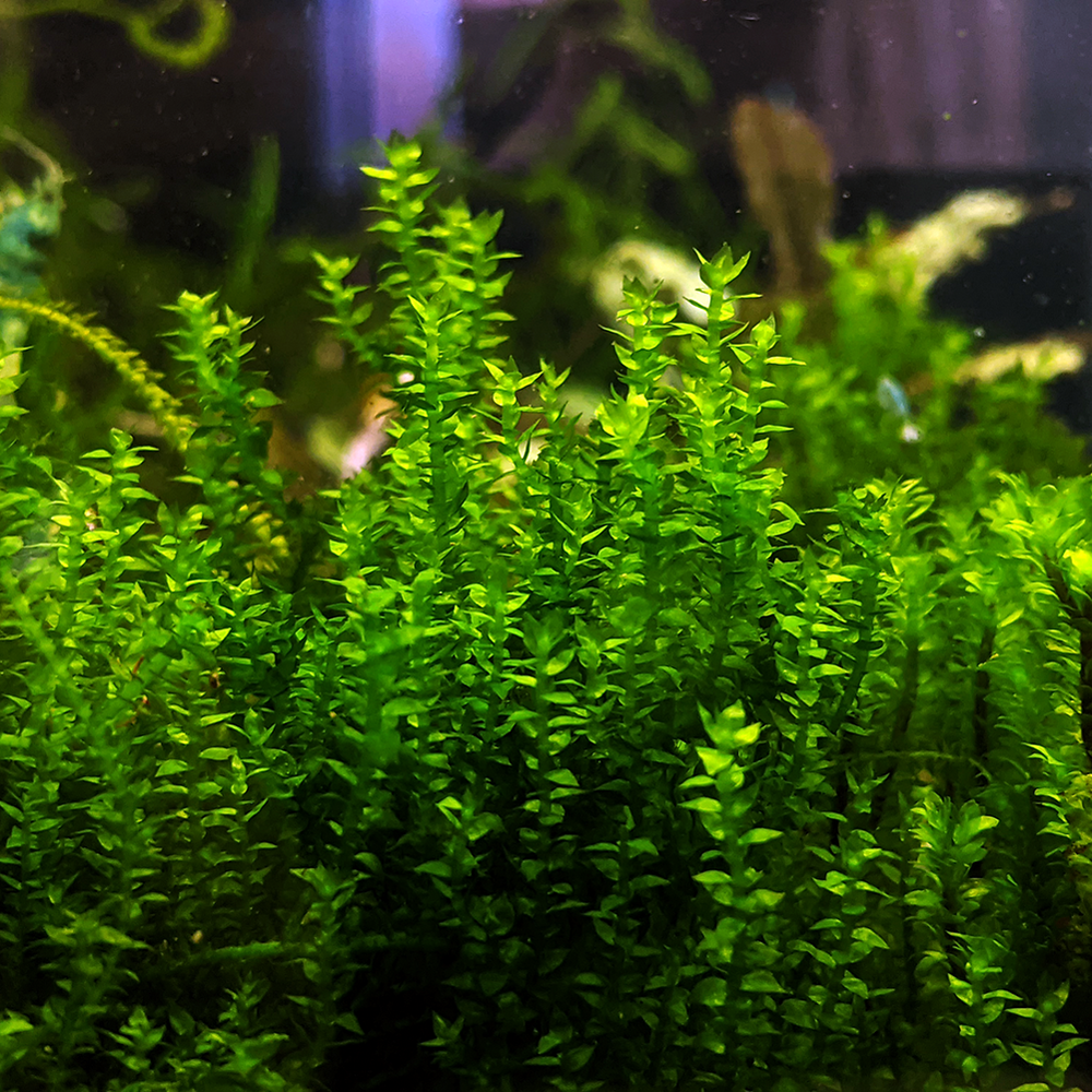 Moss & Plants - Lucky Aquatics