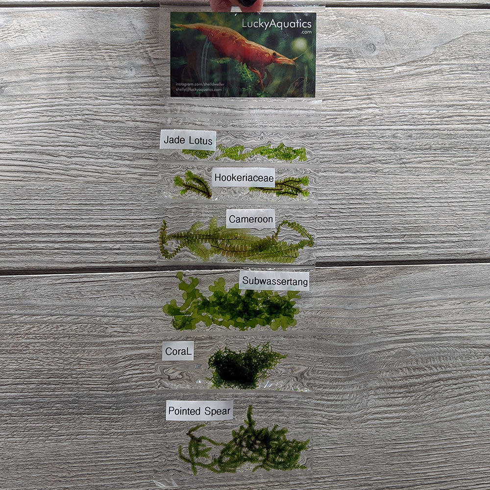 Moss Variety Pack - Lucky Aquatics