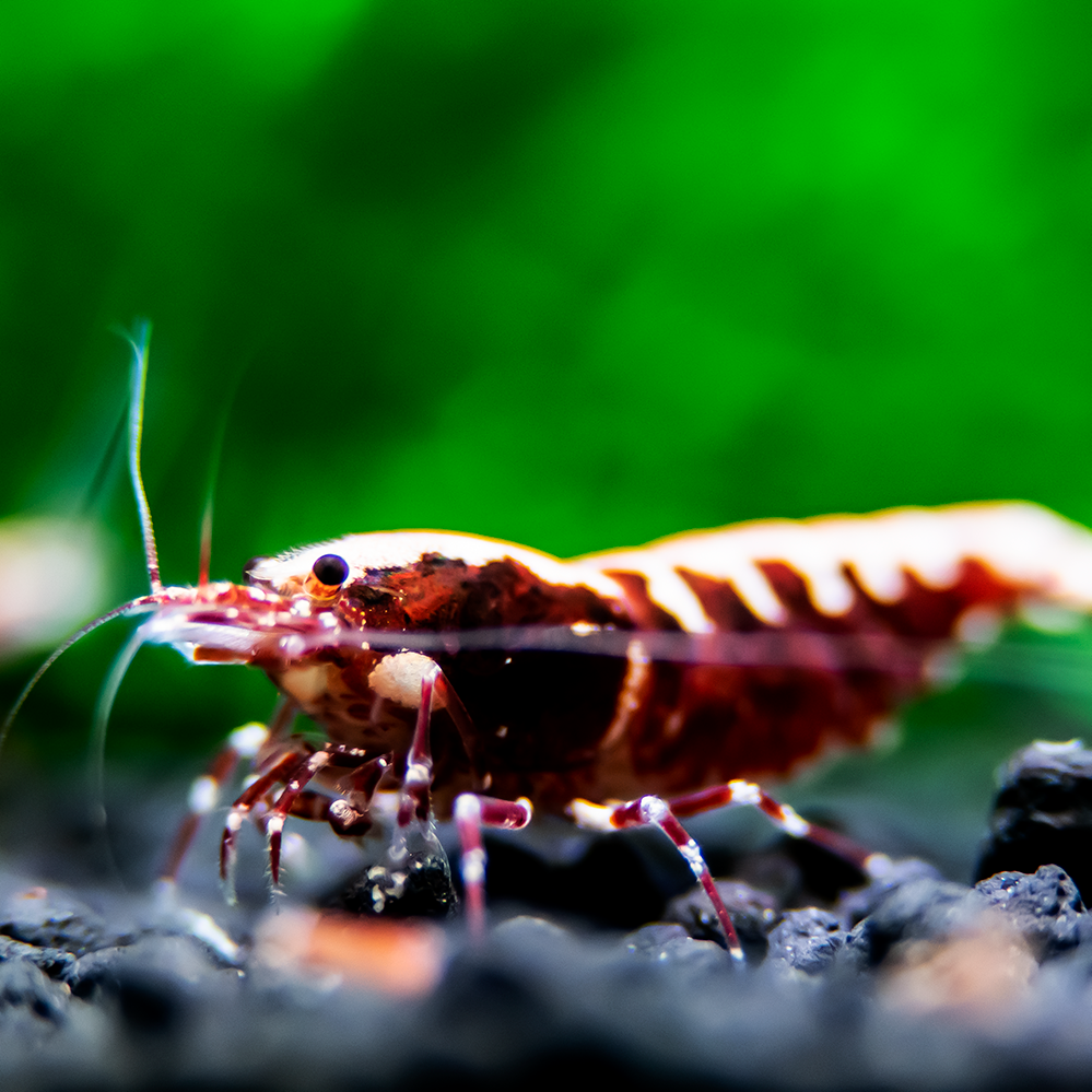 Caridina Shrimp - Lucky Aquatics