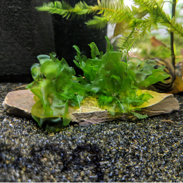 Subwassertang Moss - Lucky Aquatics